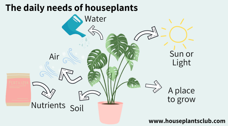 The daily needs of houseplants: 6 essential plant needs - houseplants club
