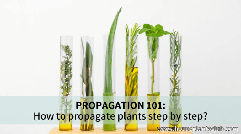 Propagation 101: How to propagate plants By Water? Step-by-step ...