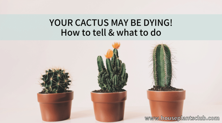 🌵Your cactus may be dying! How to tell & what to do - houseplants club