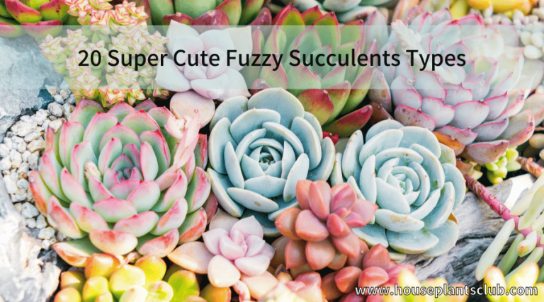 20 super cute FUZZY SUCCULENTS types (with pictures) - houseplants club