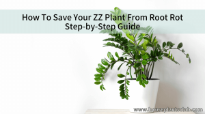 How To Save Your ZZ Plant From Root Rot: Step-by-Step Guide ...