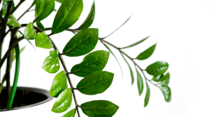 How To Save Your ZZ Plant From Root Rot: Step-by-Step Guide ...